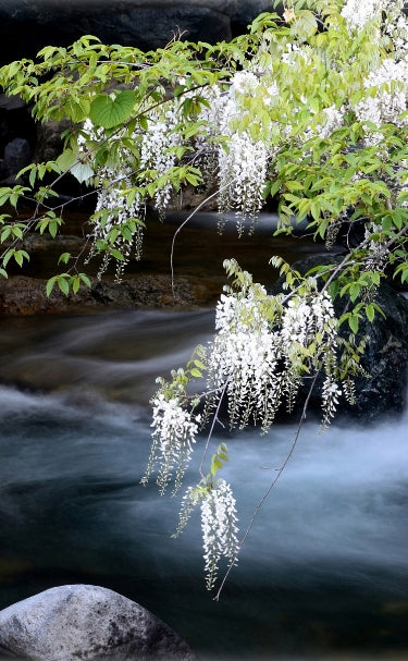 【公式】永井酒造オンラインストア – nagaisake-shop